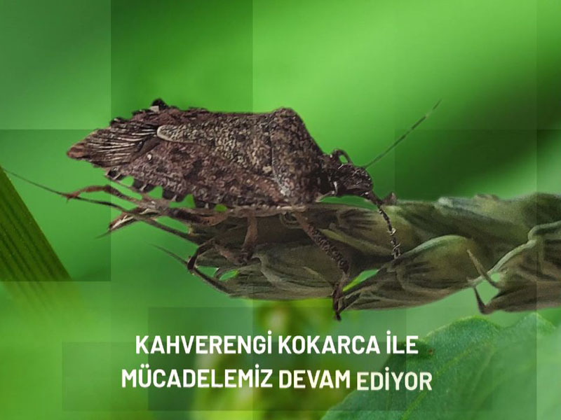 KAHVERENGİ KOKARCA - KAMU SPOTLARI VE ÖNCELİKLİ YAYINLAR - Tarım Orman ...
