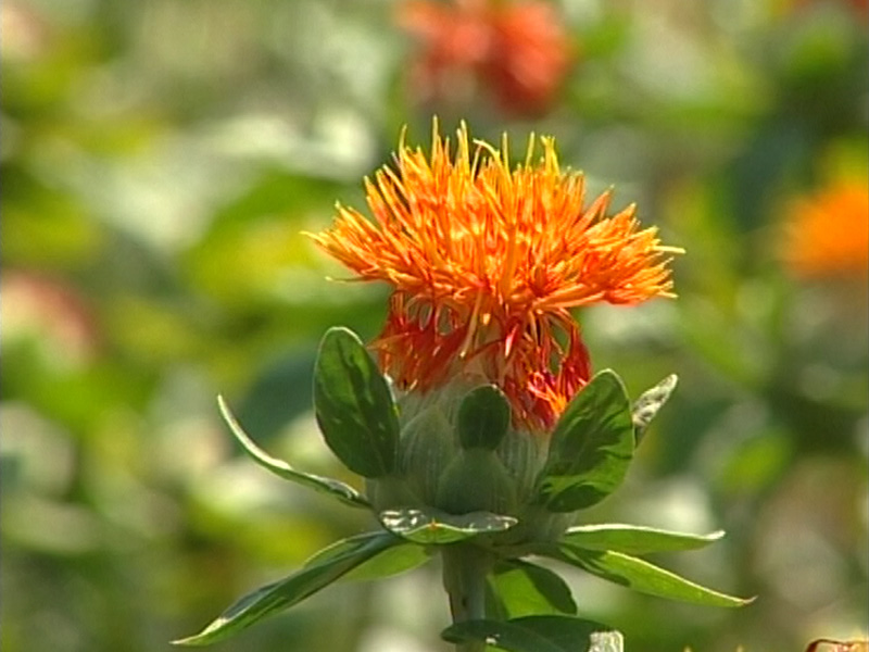 Aspir Tarımı - Bitkisel Üretim - Tarım Orman Ekranı