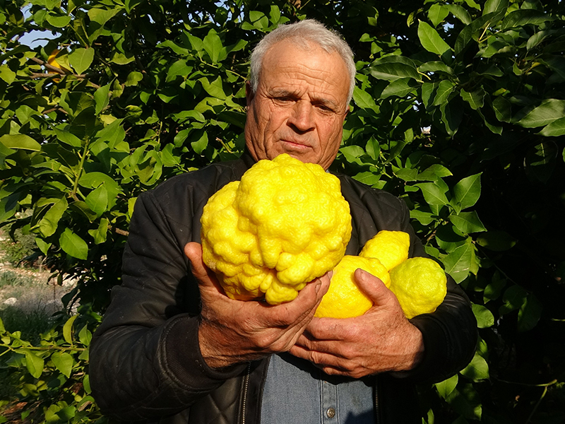 Mersinli üreticiden ‘devasa bergamot’ - İllerden - Tarım Orman Ekranı