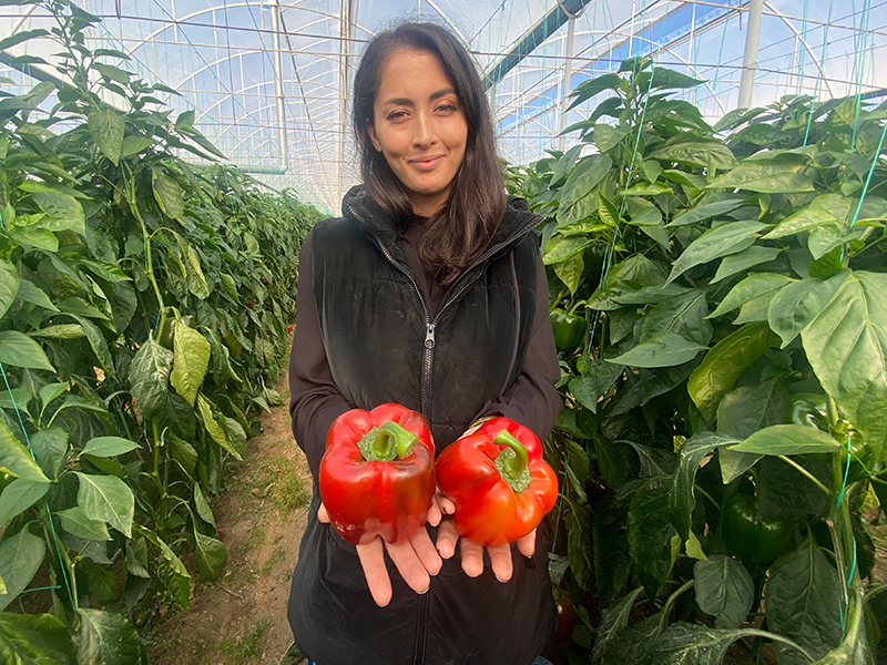 Kaliforniya biberinin yeni rotası Avrupa Birliği - Genel - Tarım Orman ...