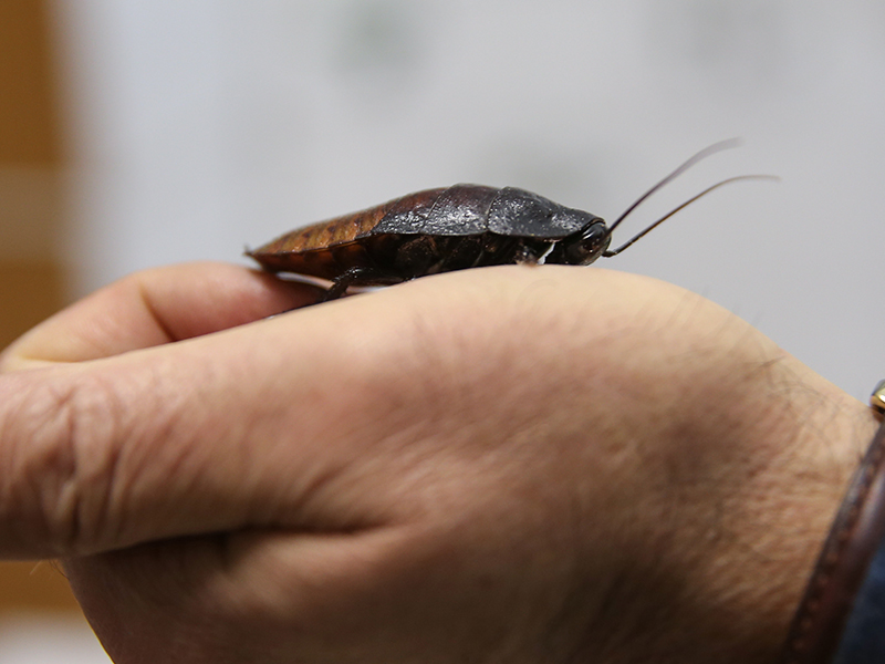 Faydalı böcekler bu tesiste üretiliyor - Genel - Tarım Orman Ekranı