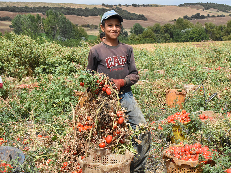 Salçalık domates rekoltesi Bursa’nın yüzünü güldürdü - Genel - Tarım ...