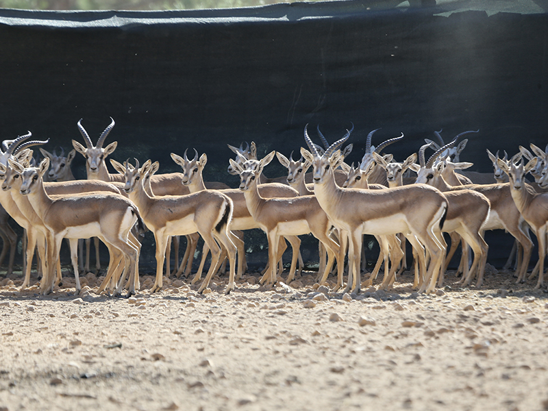 TİGEM’in ceylanlarına özel bakım - Genel - Tarım Orman Ekranı