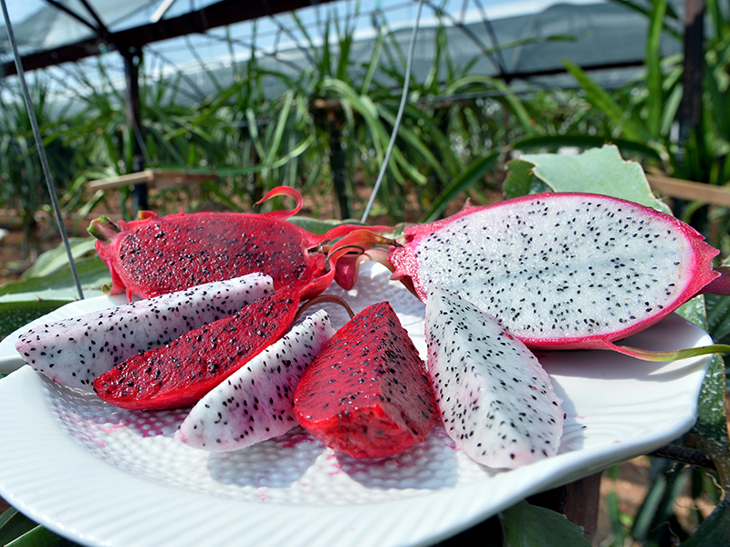 Ejder meyvesi yok satıyor - Genel - Tarım Orman Ekranı