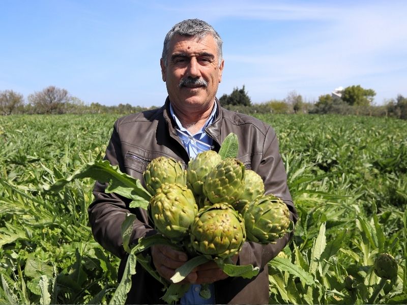 Sakız enginarı sofraları süslemeye hazır - İllerden - Tarım Orman Ekranı