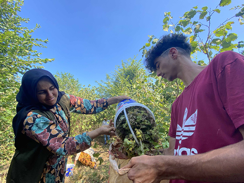 Samsun’da fındık hasadı başladı - Genel - Tarım Orman Ekranı