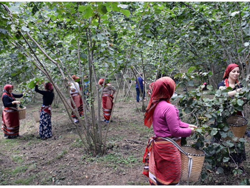 Giresun'da fındık hasat tarihleri belirlendi - İllerden - Tarım Orman ...