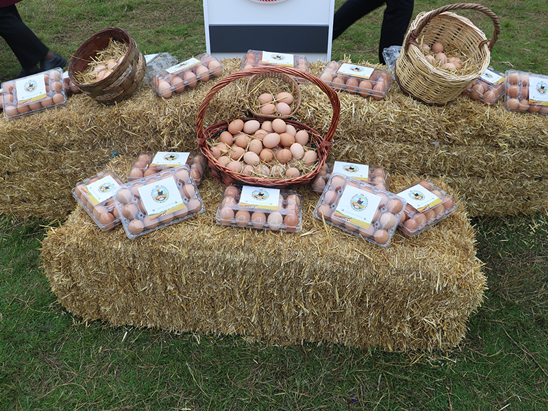 Kadınların yeni projesi: “Gezen Tavuk” - Genel - Tarım Orman Ekranı