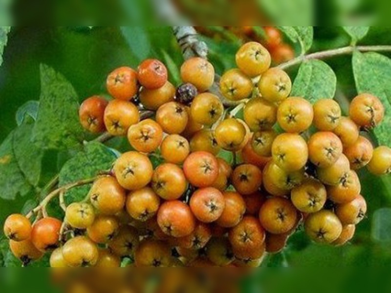 Beypazarı nın şifa kaynağı : Üvez meyvesi - İllerden - Tarım Orman Ekranı