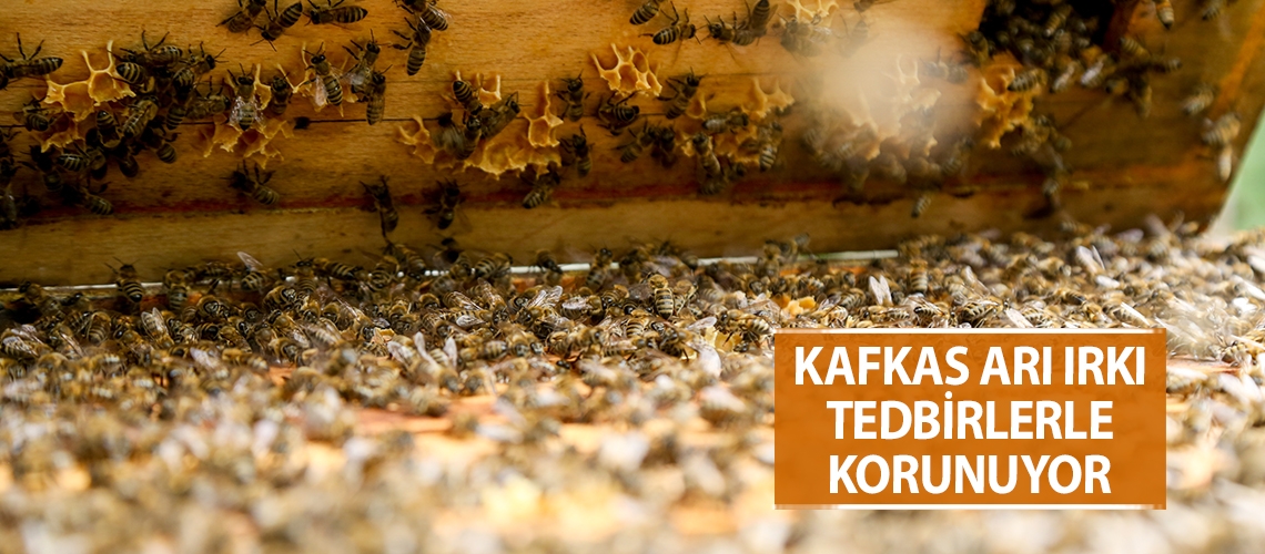 Kafkas arı ırkı tedbirlerle korunuyor - Genel - Tarım Orman Ekranı