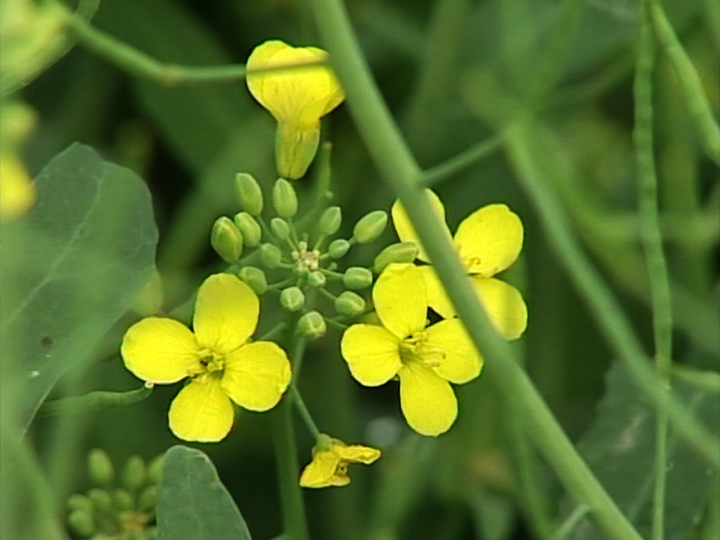 Kanola Tarımında Verimi Etkileyen Faktörler - Bitkisel Üretim - Tarım ...