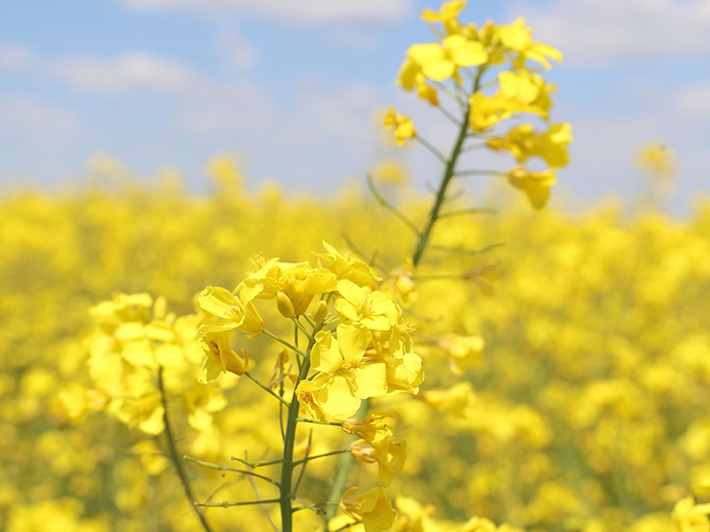 Kanola tarlaları sarıya büründü - İllerden - Tarım Orman Ekranı