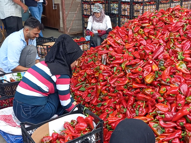 Kapya biberi yüz güldürdü - İllerden - Tarım Orman Ekranı