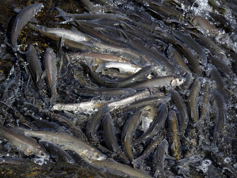 İnci kefalinin zorlu göçü başladı - İllerden - Tarım Orman Ekranı