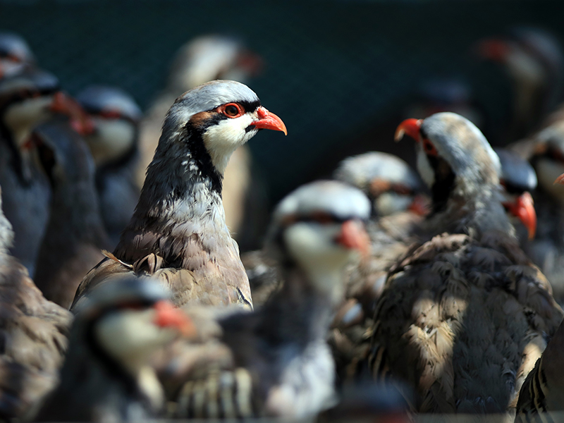 Çiftçi dostu keklikler "kene ve süne avı"na hazır - Genel - Tarım Orman ...