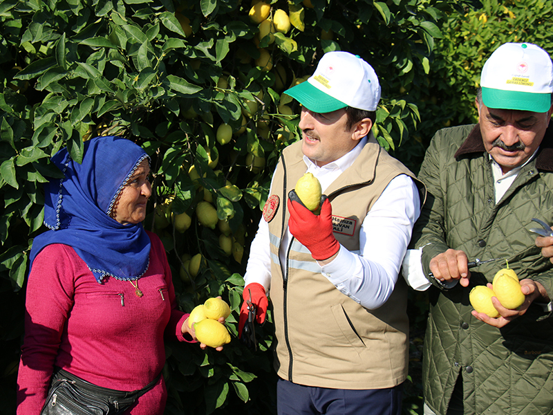 Lamas limonunda hasat başladı - Genel - Tarım Orman Ekranı