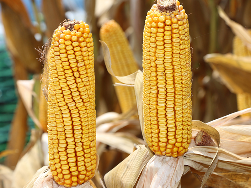 Çukurova’da mısır hasadı başladı - İllerden - Tarım Orman Ekranı