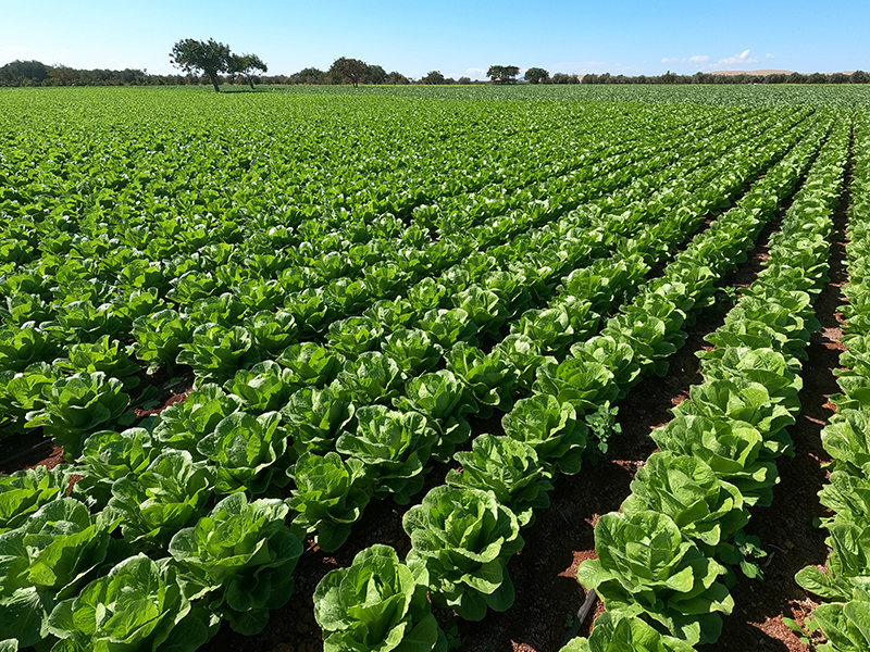 Modern sulama sistemleriyle tonlarca su kurtarıldı - Genel - Tarım ...