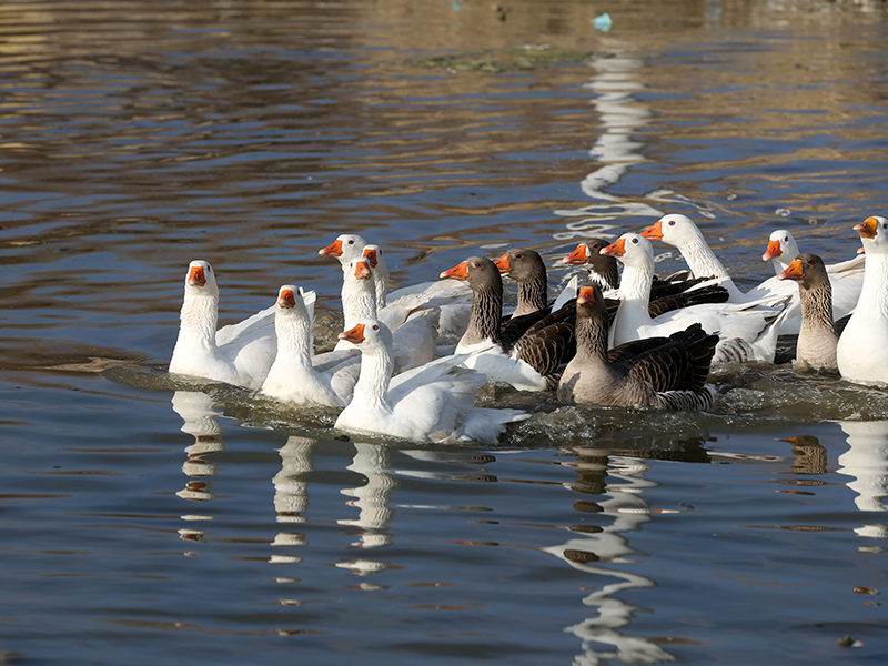 Muş'ta kaz yetiştiriciliği desteklerle artıyor - Genel - Tarım Orman Ekranı