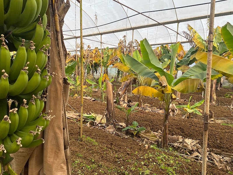 Muz seraları yeni sezona hazırlanıyor - Genel - Tarım Orman Ekranı