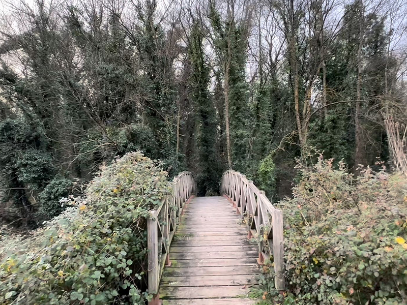 Samsun'daki bu ormana sadece bilim insanları girebiliyor - İllerden ...