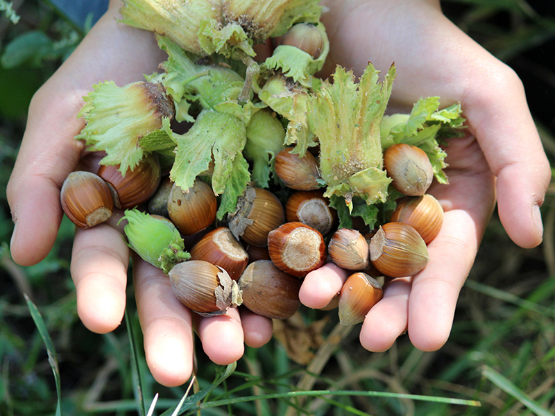 Hobi bahçesinde fındık üretti - İllerden - Tarım Orman Ekranı