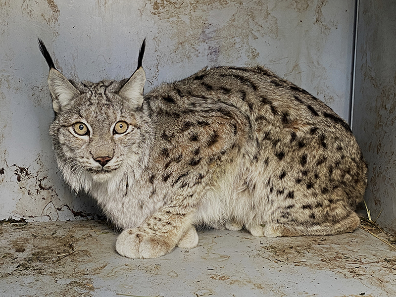 Yaralı vaşak tedavisinin ardından doğaya döndü - İllerden - Tarım Orman ...