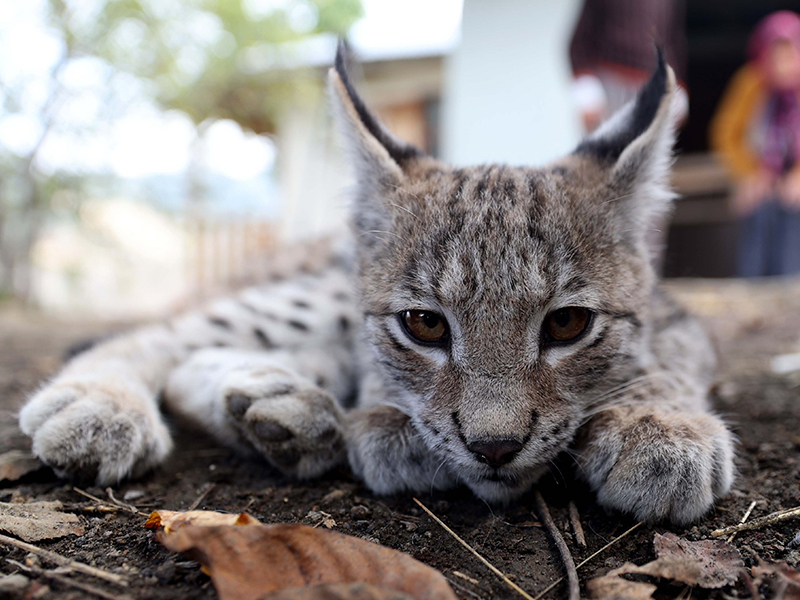 Vaşak yavrusu güvenli ellerde - Genel - Tarım Orman Ekranı