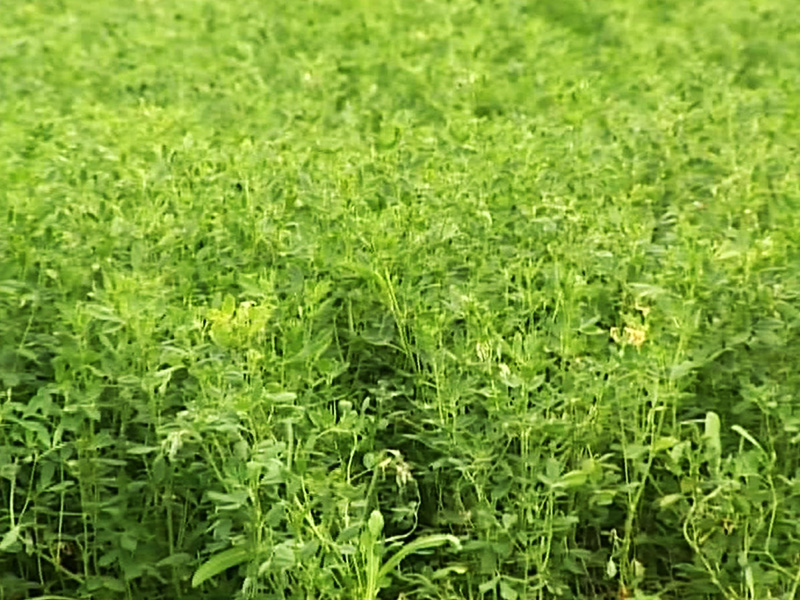 Yem Bitkileri - Hayvansal Üretim - Tarım Orman Ekranı