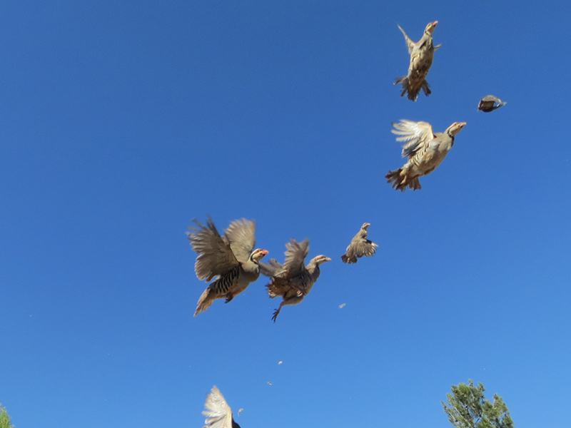 Keklik ve sülünler doğaya bırakıldı - Genel - Tarım Orman Ekranı